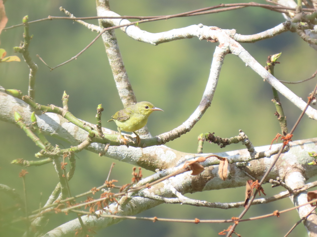 Brown-throated Sunbird from Purworejo Regency, Central Java, Indonesia ...