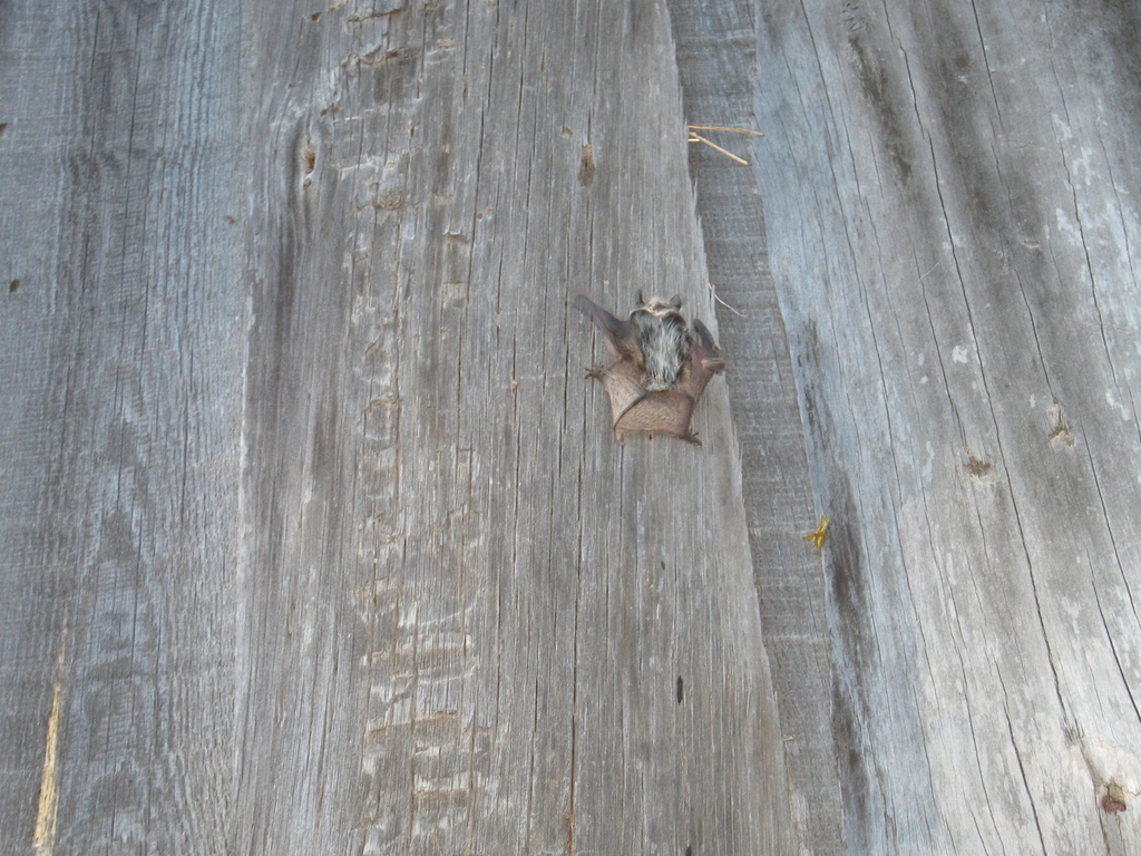 Particoloured Bat from Шемуршинский р-н, Чувашская Респ., Россия on ...