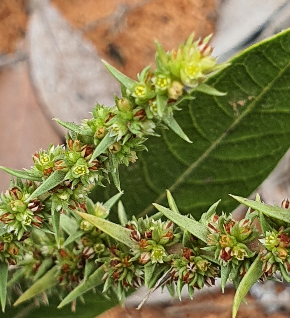 Spear Stonecrop from City of Tshwane Metropolitan Municipality, South ...