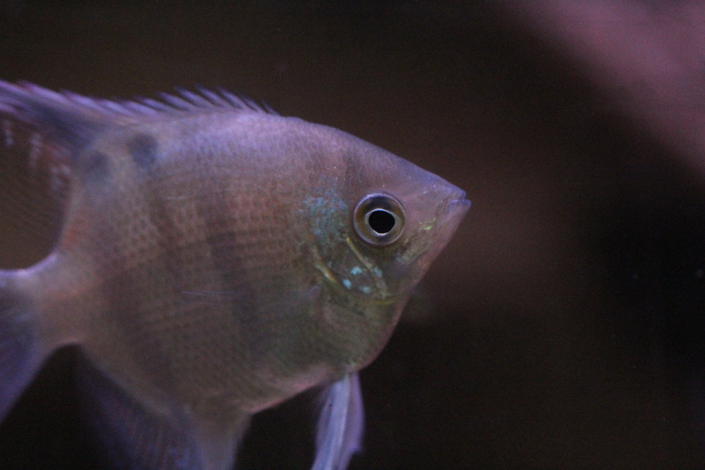 Dwarf Angelfish (Pterophyllum leopoldi) - Marine Life Identification