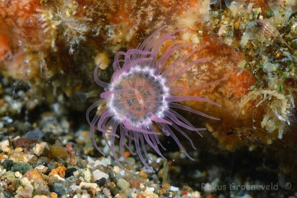Sea Anemones from Mabini, Batangas, Philippines. Dive site: Saimsim on ...