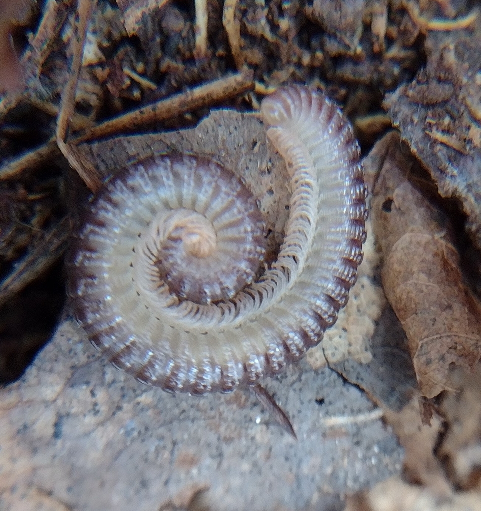 Ornate Millipedes from Athens, GA 30605, USA on February 4, 2024 at 02: ...