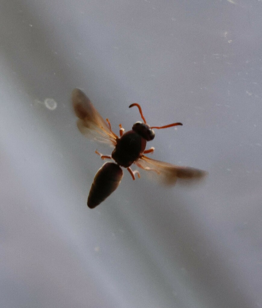 Potter and Mason Wasps from Erongo Region, Namibia on November 8, 2023 ...