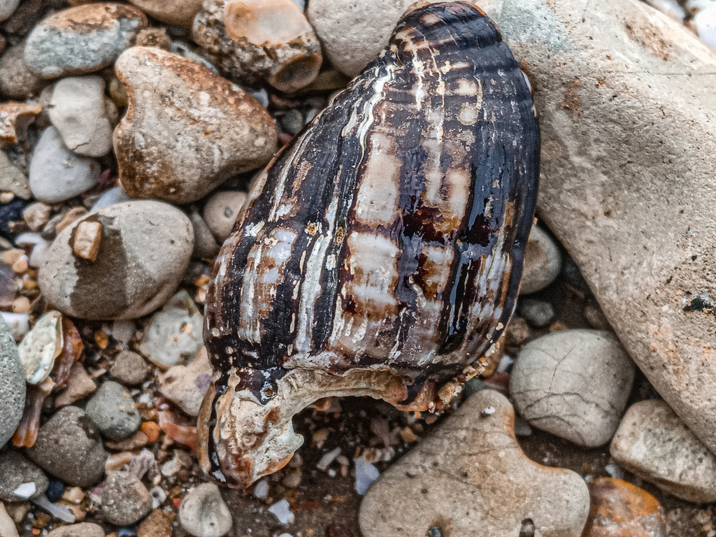 Neotiara lens from Manta, Manabi, Ecuador on February 4, 2024 at 05:27 ...