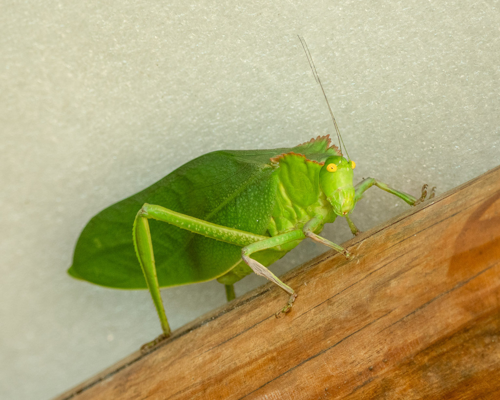 Steirodon careovirgulatum from Provincia de Puntarenas, Garabito, Costa ...