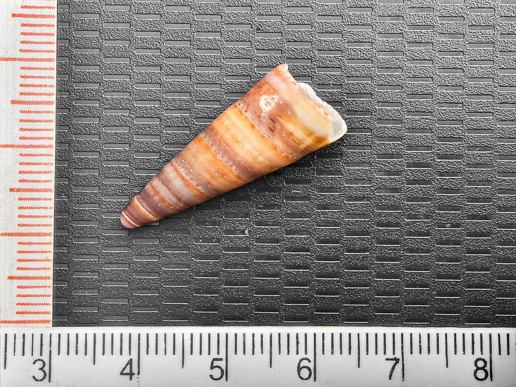 Tower Snails from Parroquia Manta, Manta, Ecuador on February 4, 2024 ...