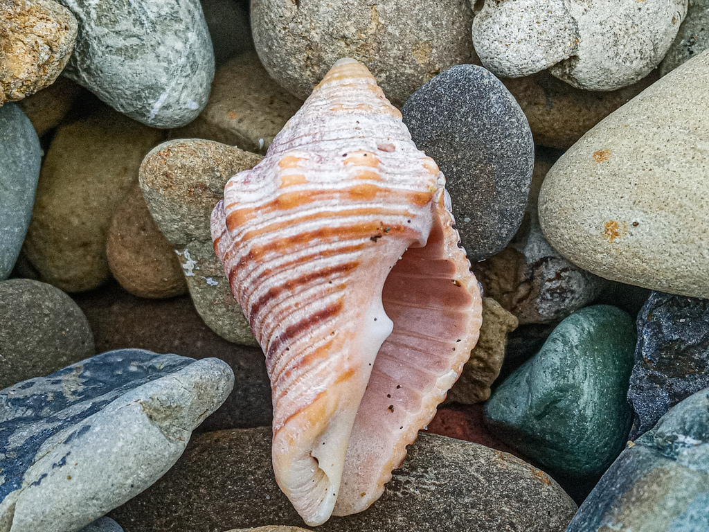 Cymia tectum from Manta, Manabi, Ecuador on February 8, 2024 at 10:57 ...