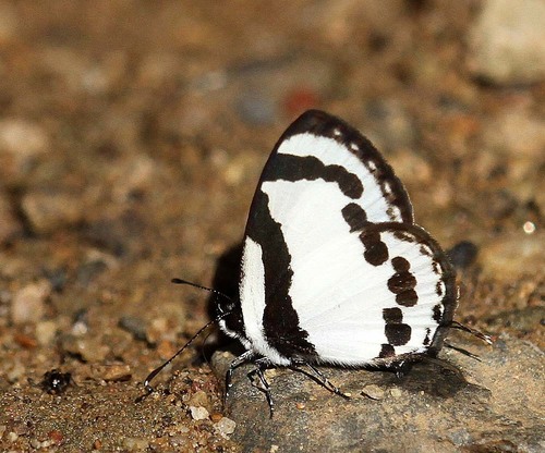 Subespecies Caleta roxus roxana · iNaturalist Mexico