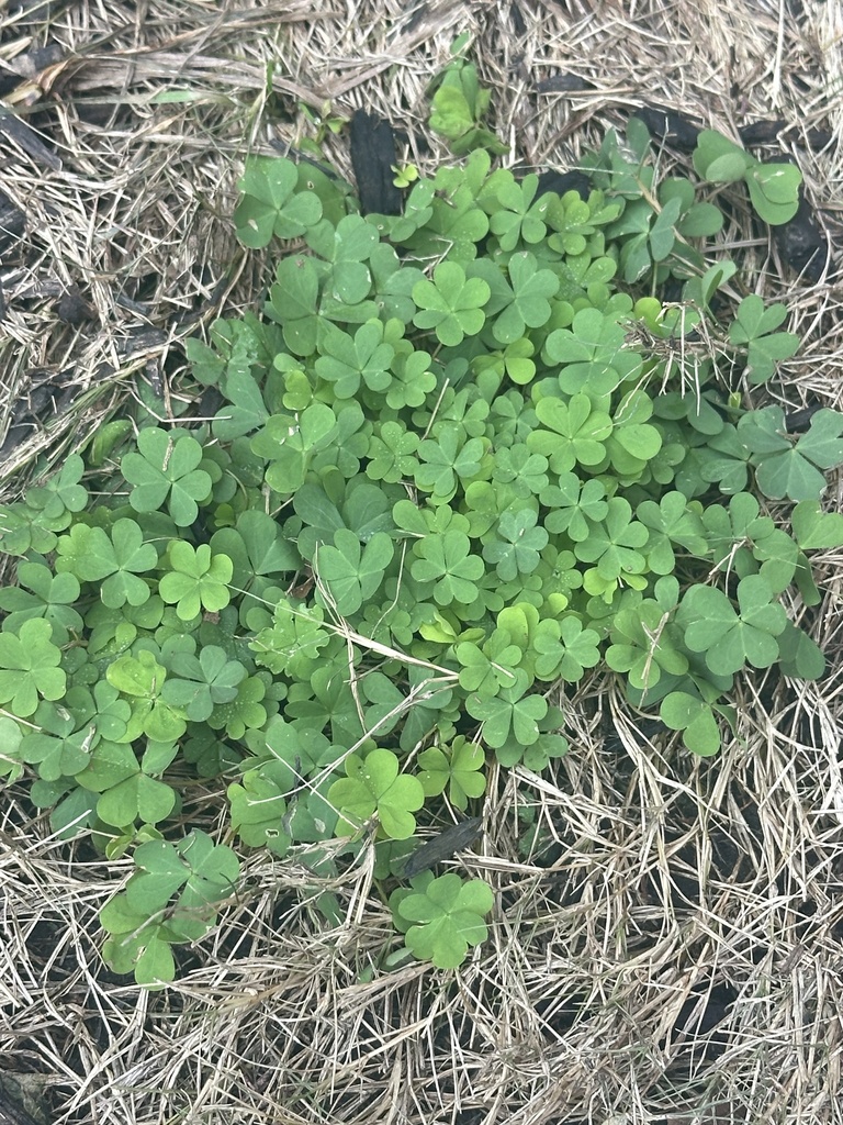 Creeping Woodsorrel from Baylor University, Waco, TX, US on February 08 ...
