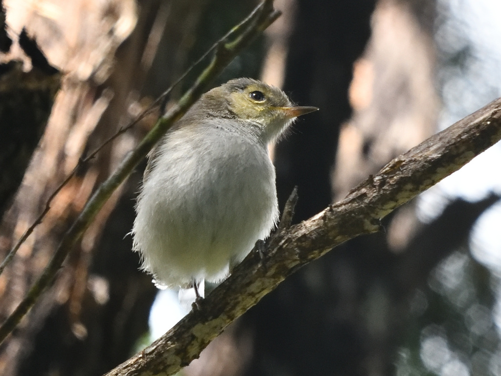 Gray Gerygone from Cooks Beach 3591, Neuseeland on November 12, 2022 at ...