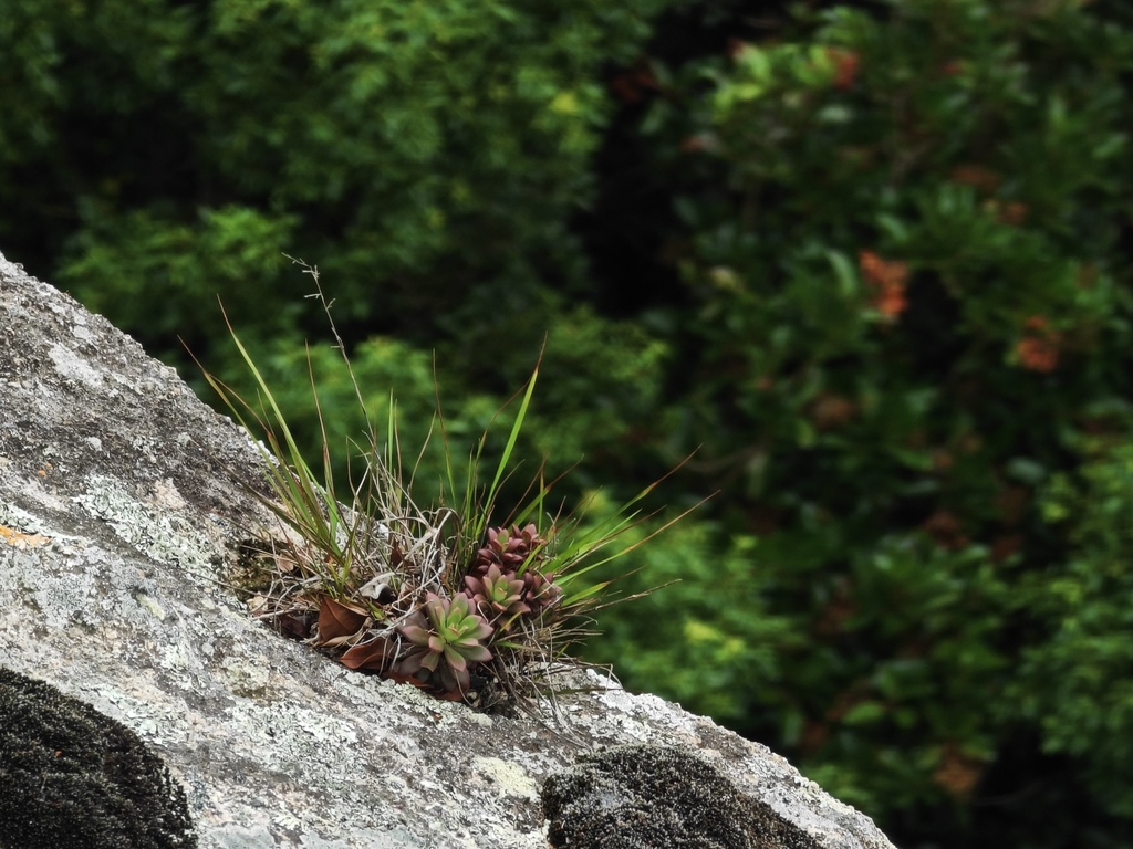 Alfred's Stonecrop (Sedum alfredii) - Botanical Realm