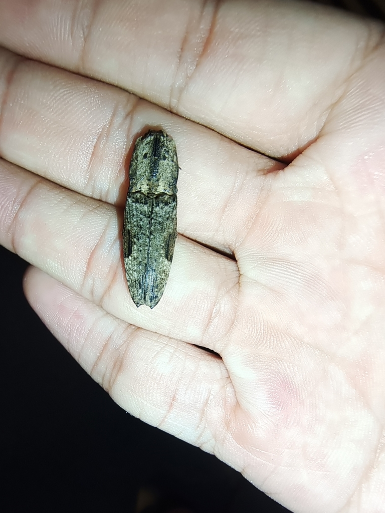 Cryptalaus larvatus from Zhoushan, CN-ZJ, CN on July 28, 2022 at 08:03 ...