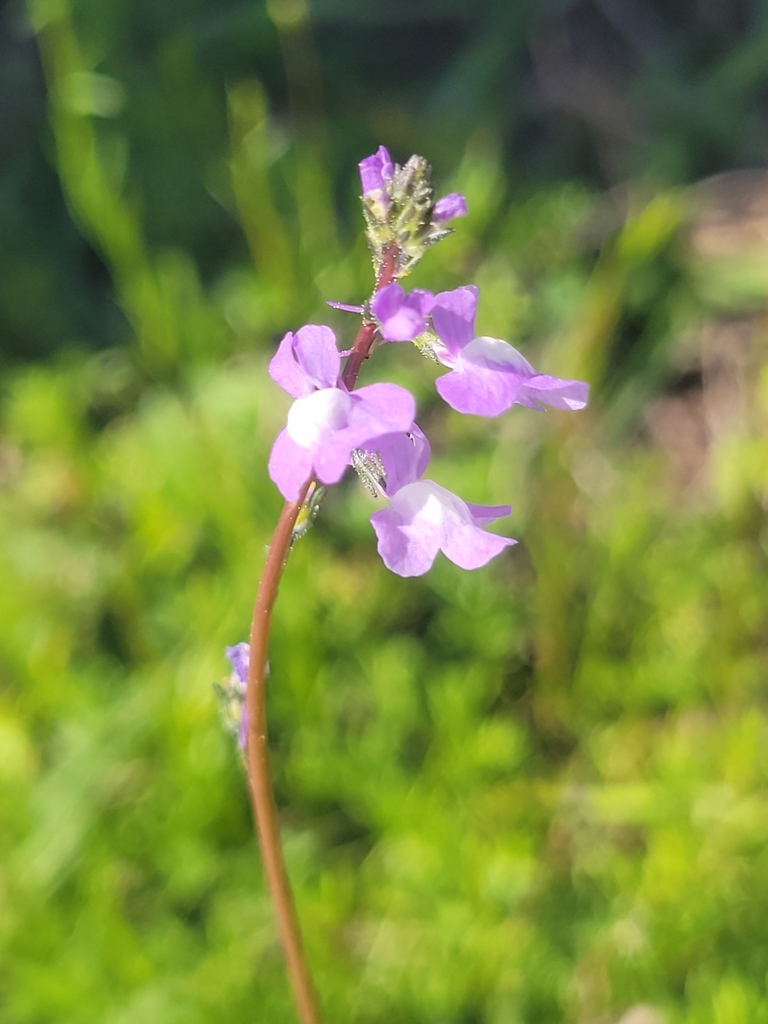 blue toadflax from High Point, FL 34613, USA on February 11, 2024 at 11 ...