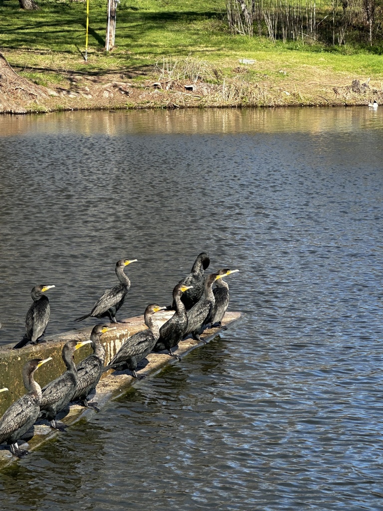 Double-crested Cormorant from Lions Park Lake, San Antonio, TX, US on ...