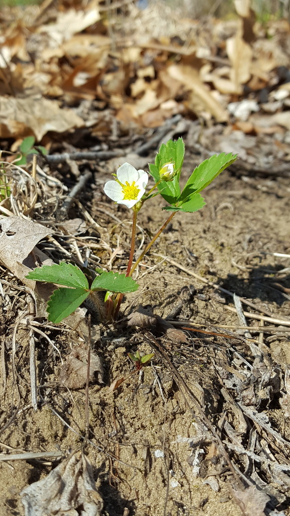 woodland strawberry from Dwaas Kill Nature Preserve, Town of Clifton ...