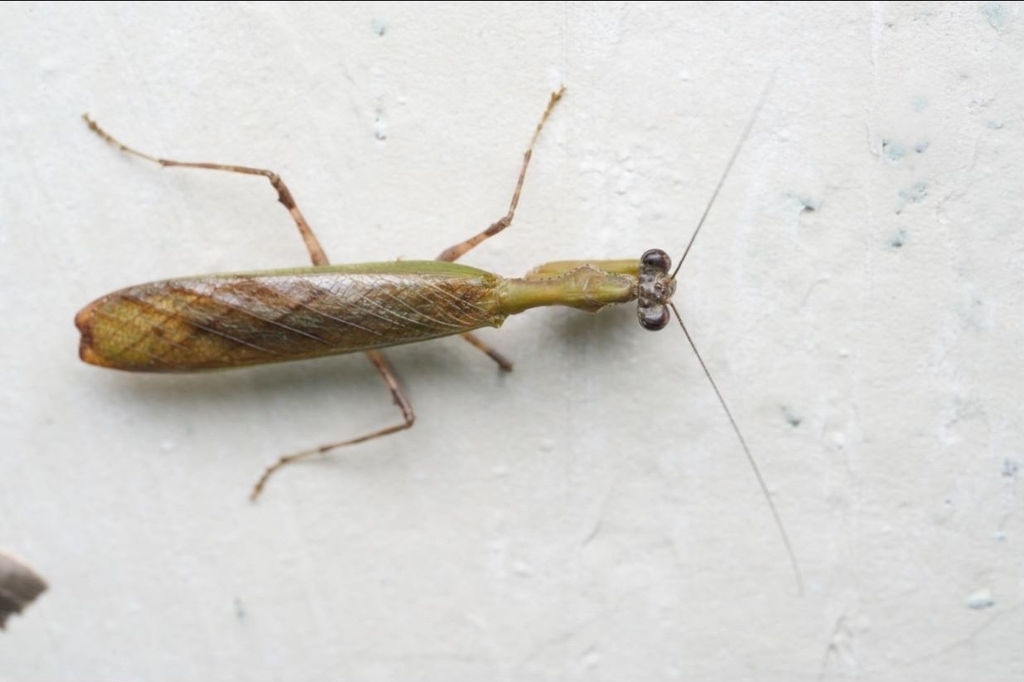 Acromantis magna from 浙江省宁波市余姚市大岚镇五福捧寿丹山赤水风景区 on July 07, 2023 at 01:02 ...