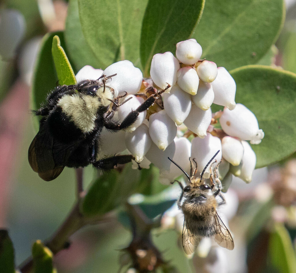 California Mountain-Digger Bee from Morgan Territory Preserve, Contra ...