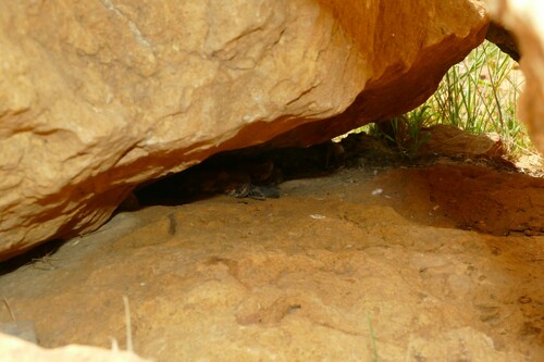 Moorish Viper (Daboia mauritanica) - Snakes and Lizards