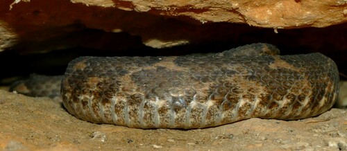 Moorish Viper (Daboia mauritanica) - Snakes and Lizards