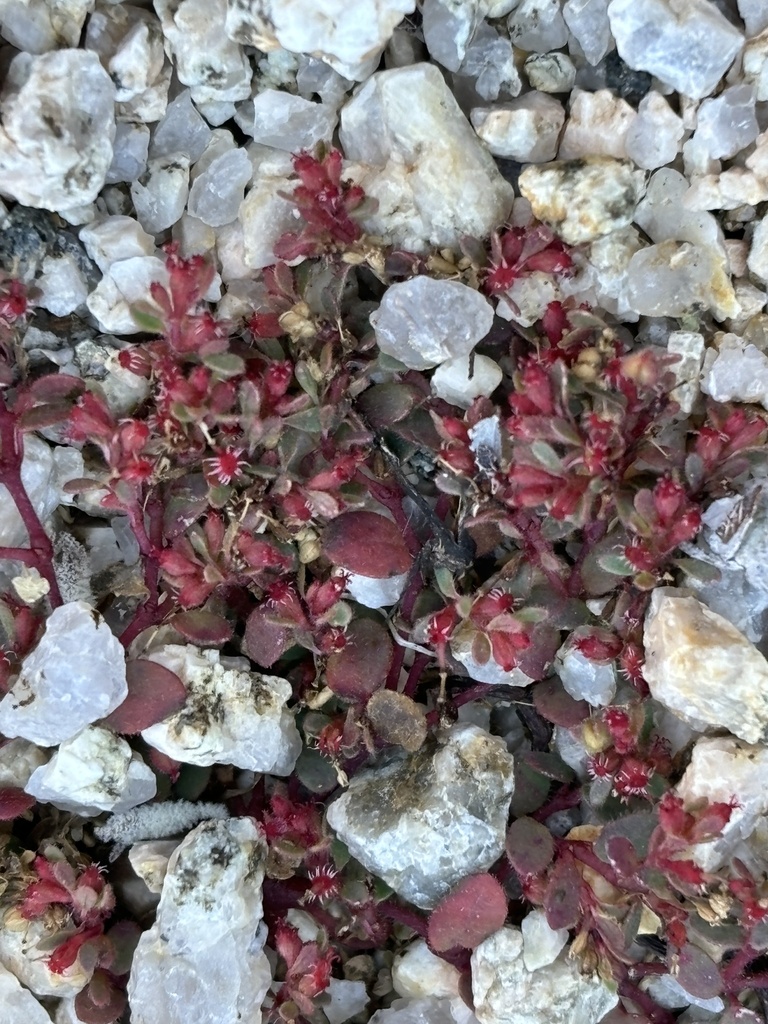 Yuma Sandmat in February 2024 by Katie Kinkopf · iNaturalist