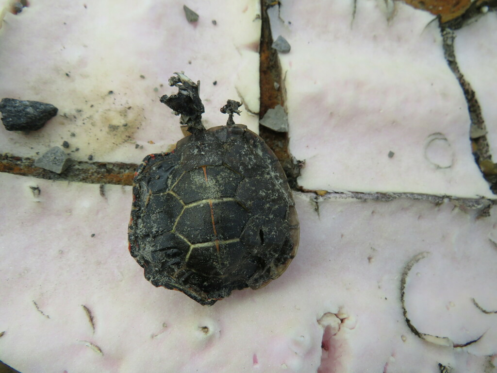 Painted Turtle from Lanark, CA-ON, CA on September 17, 2022 at 11:12 AM ...