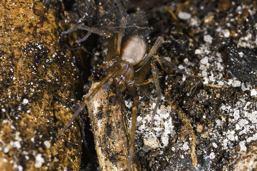 Phyxelidid Spiders in February 2024 by Peter Swart. The spider spent ...