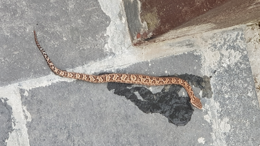 Chinese Mountain Pit Viper from Trongsa, Bhutan on April 17, 2019 at 05 ...