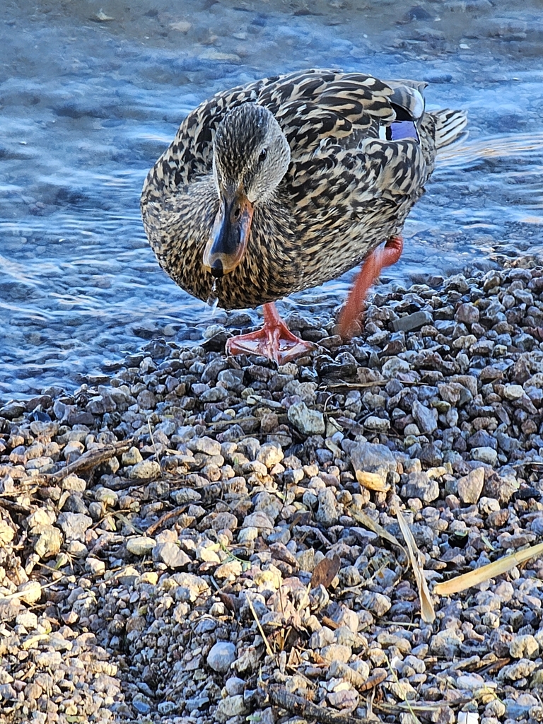 Mallard from Maricopa County, AZ, USA on February 11, 2024 at 09:23 AM ...