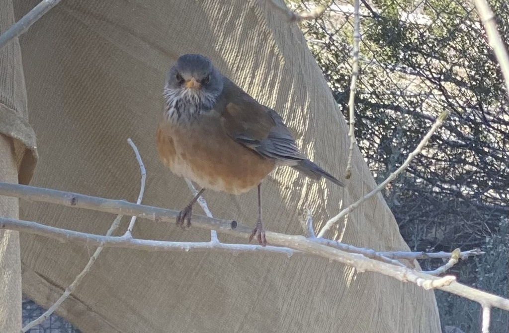 Rufous-backed Robin in February 2024 by moonglow. Comes to my feeder ...