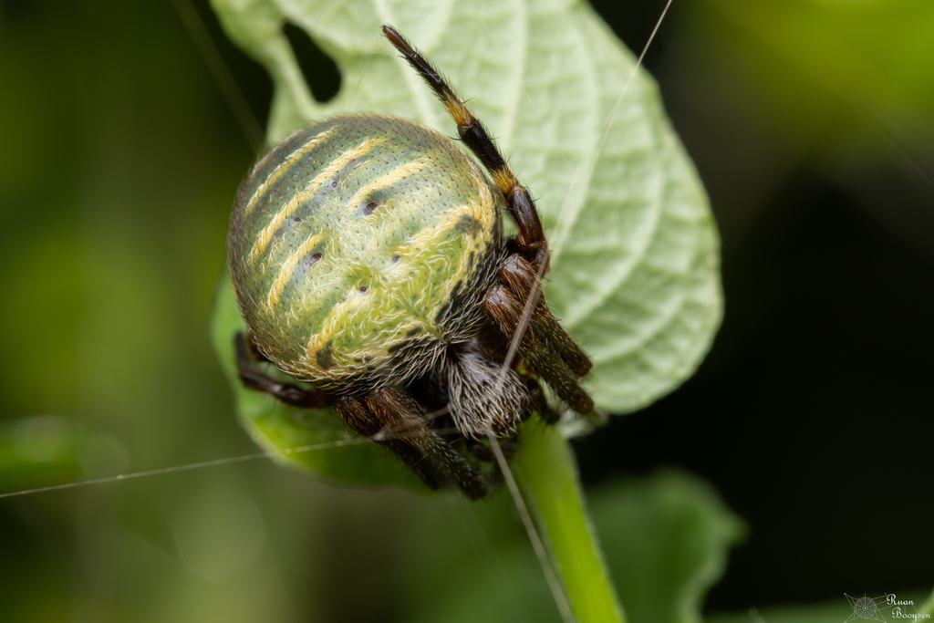 Green Hairy Field Spider from Mission Rocks Beach, iSimangaliso WP ...