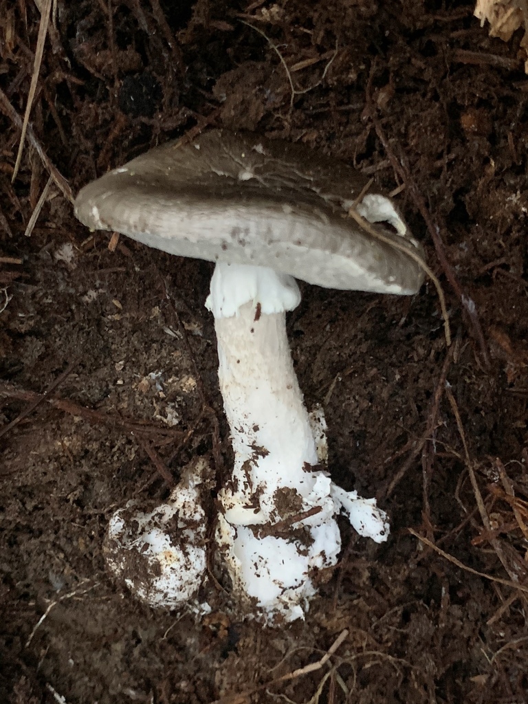 Marbled Death Cap from Riverhead Forest, Riverhead, Auckland, NZ on ...