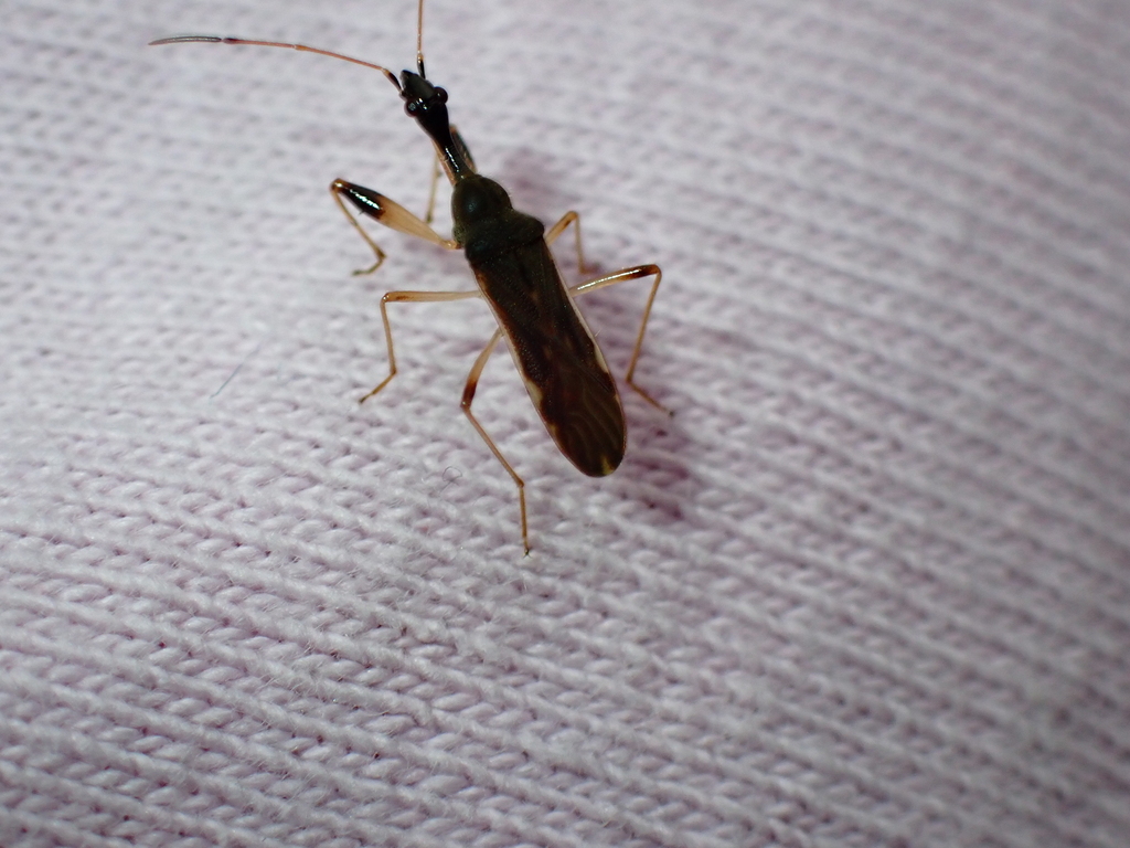 Long-necked Seed Bug from University Place, Houston, TX, USA on ...