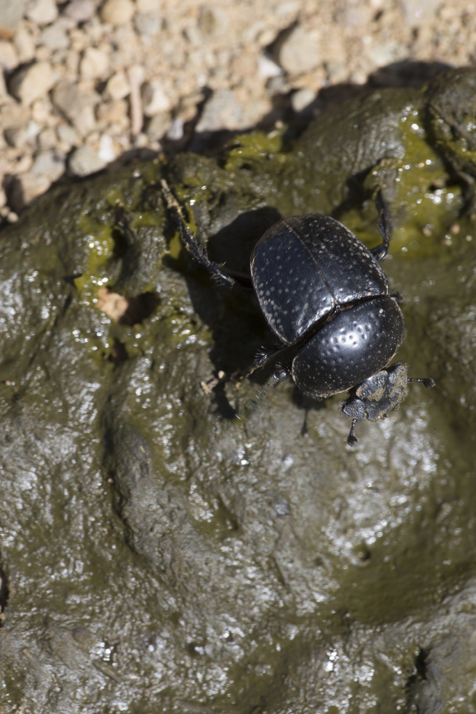 Scarabaeus variolosus from Stereá Elláda, Grèce on April 19, 2016 at 10 ...