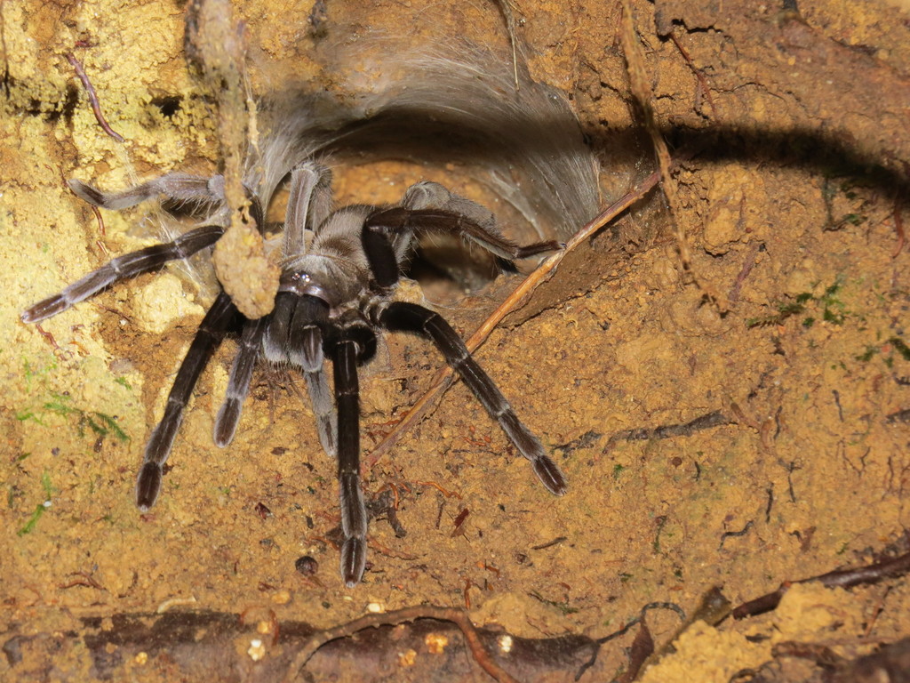 Asia-Pacific Tarantulas from North Kayong Regency, West Kalimantan ...