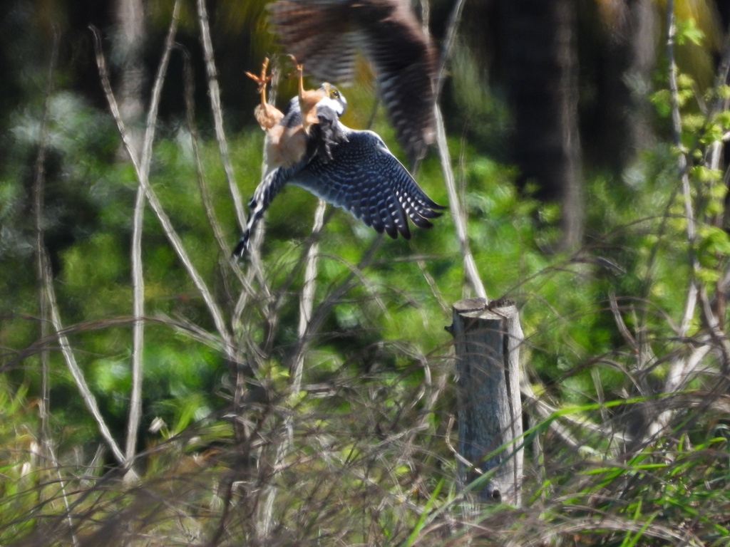 Aplomado Falcon from Centla, Tab., MX on January 3, 2024 at 03:13 PM by ...