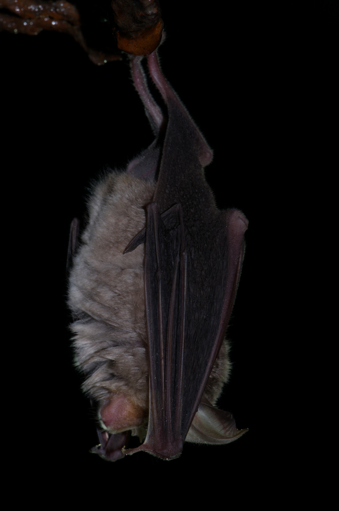 Mediterranean horseshoe bat in February 2024 by Giacomo Gola. 6662.NEF ...