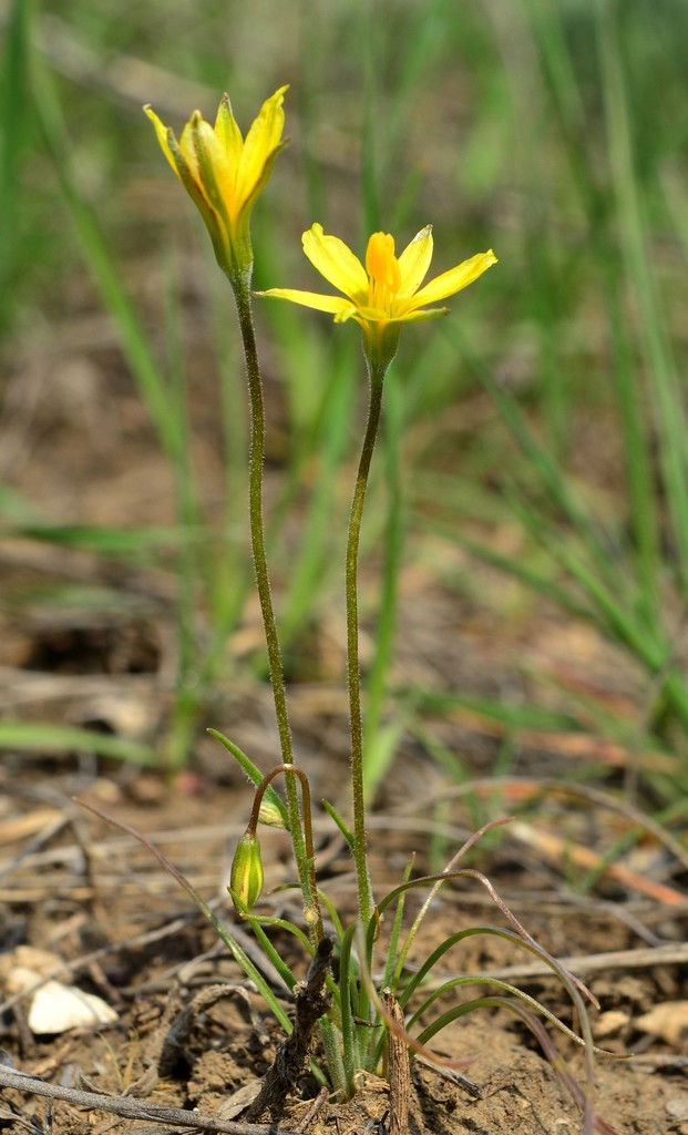 (Gagea bulbifera) - Botanical Realm