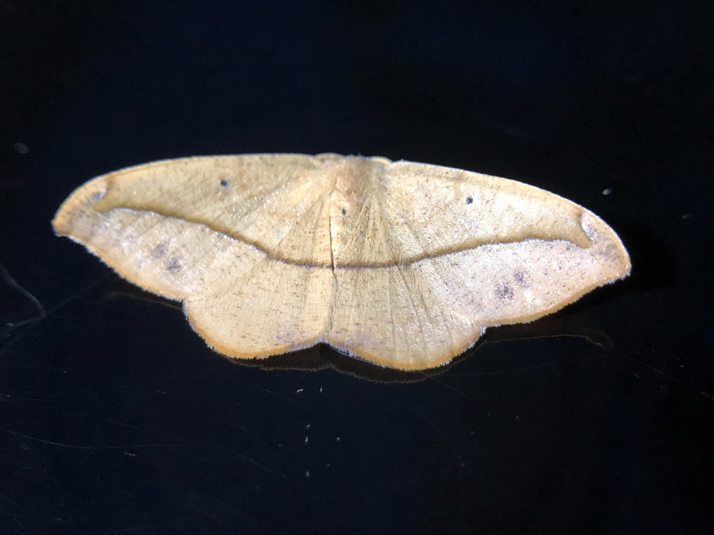 Juniper Geometer Moth from Bellbrook, OH, US on June 7, 2021 at 05:43 ...