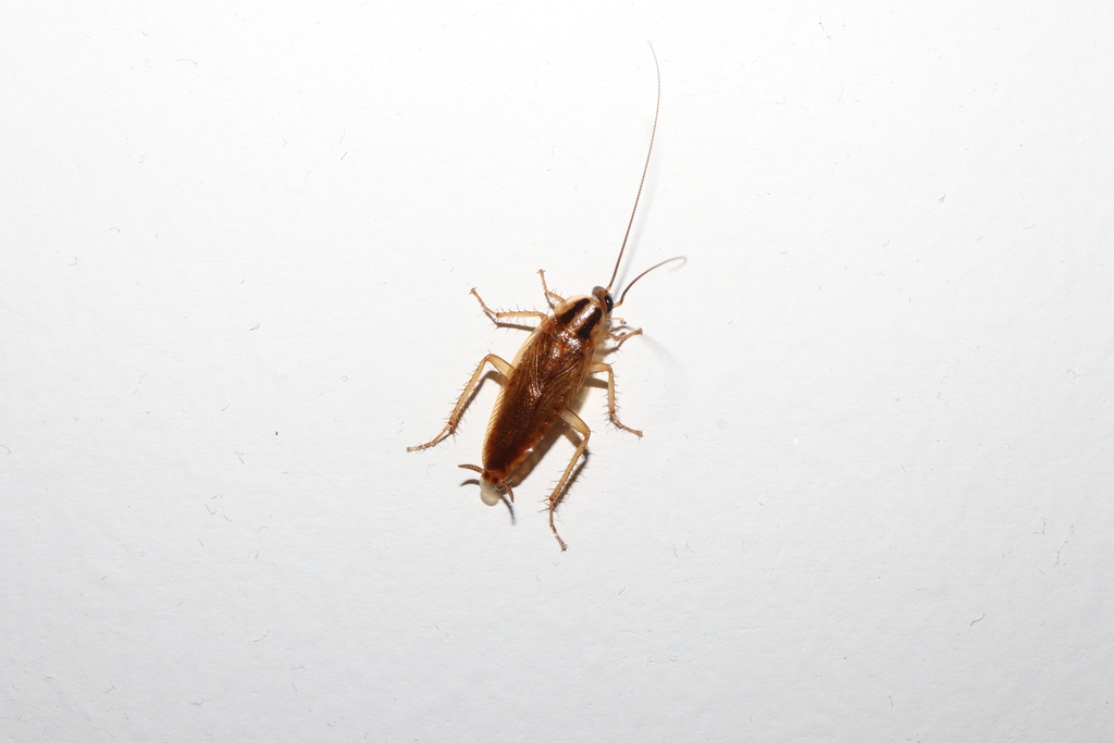 German Cockroach from Sydney NSW, Australia on February 6, 2024 at 12: ...