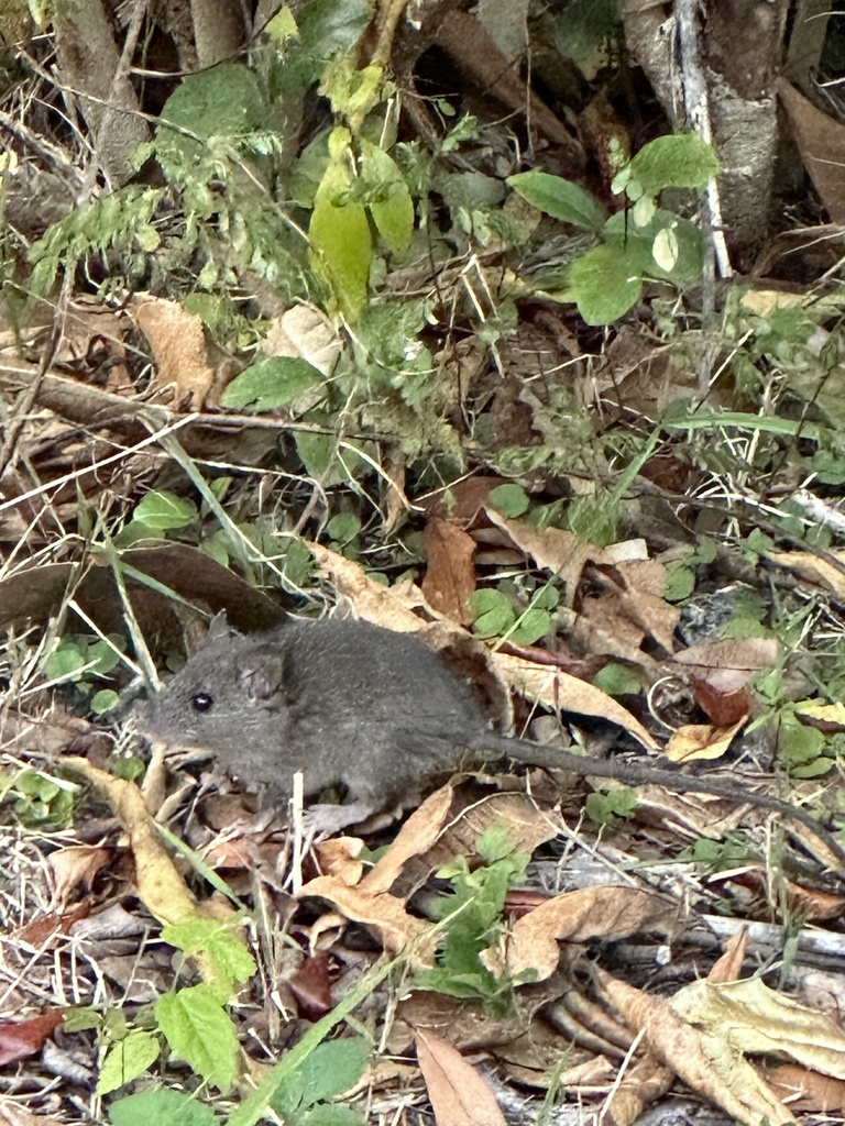 Black Rat from NE Fourth Ave, Gainesville, FL, US on February 11, 2024 ...