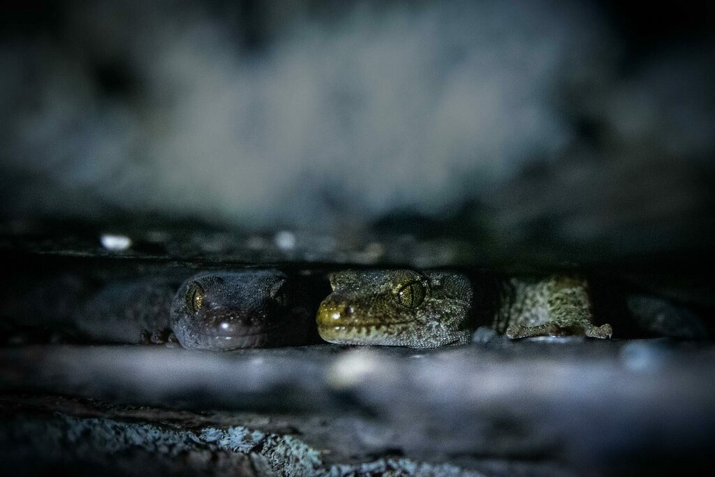 New Zealand Brown Geckos in February 2024 by escapeimages. Group of ...