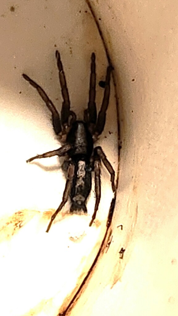 Eastern Parson Spider from Savage, MD, USA on February 11, 2024 at 06: ...