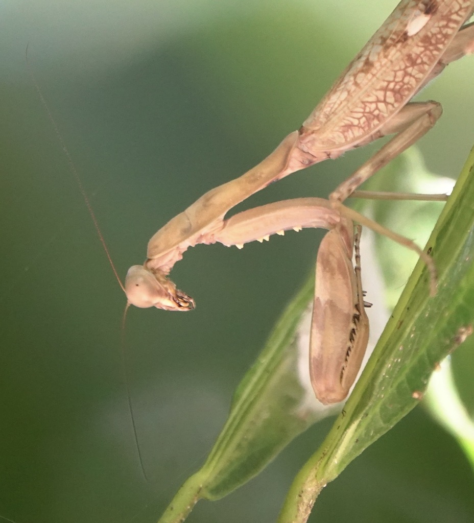 Giant Asian Mantises from Cabusao Wetlands Critical Habitat, Camarines ...