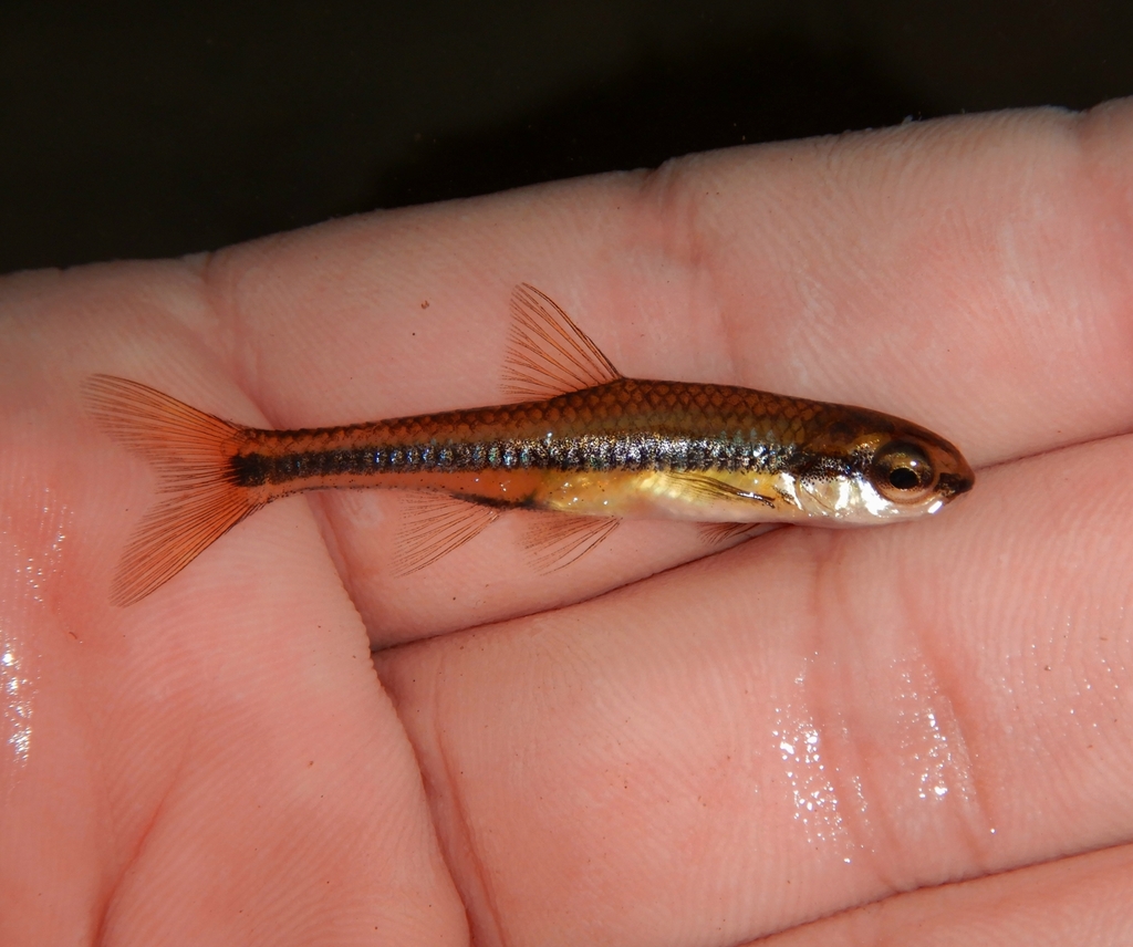 Bridle Shiner in February 2024 by Drew. Awesome coloration after the ...
