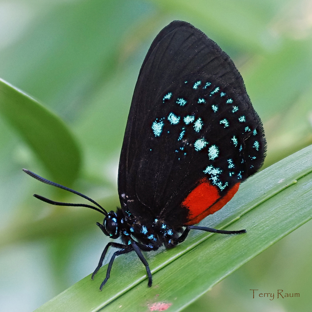 Atala from Cow Key, Key West, FL, US on January 20, 2024 at 03:12 PM by ...