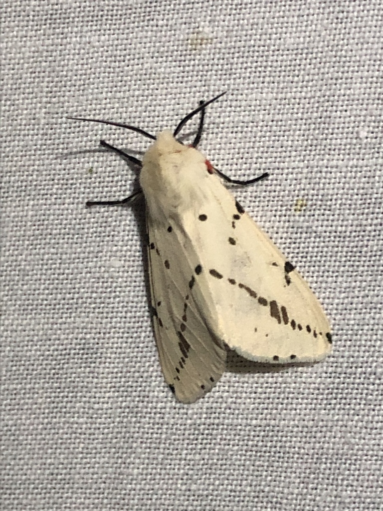 Light Ermine Moth from Towong - Pt B, Australian Alps - Victoria, AU-VI ...