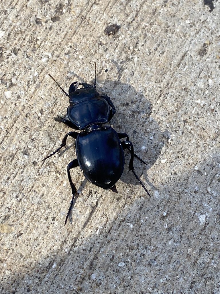 California Warrior Beetle from Camp Bullis, TX, USA on February 11 ...