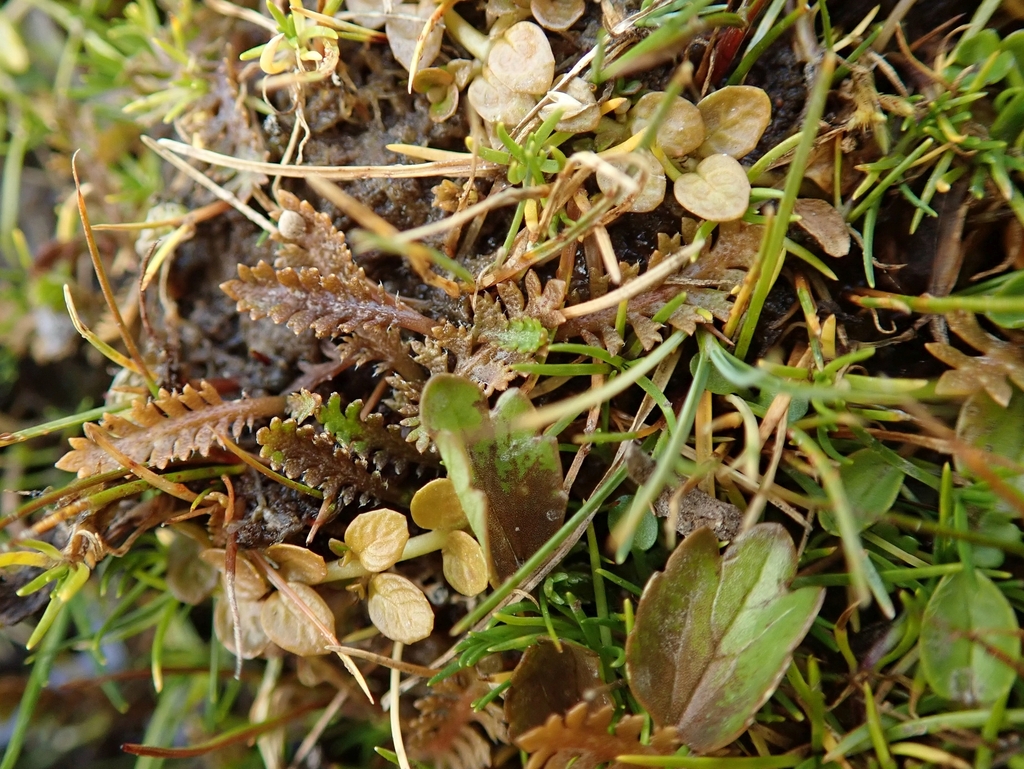 miniature brass-buttons in March 2023 by Melissa Hutchison. Wetland ...