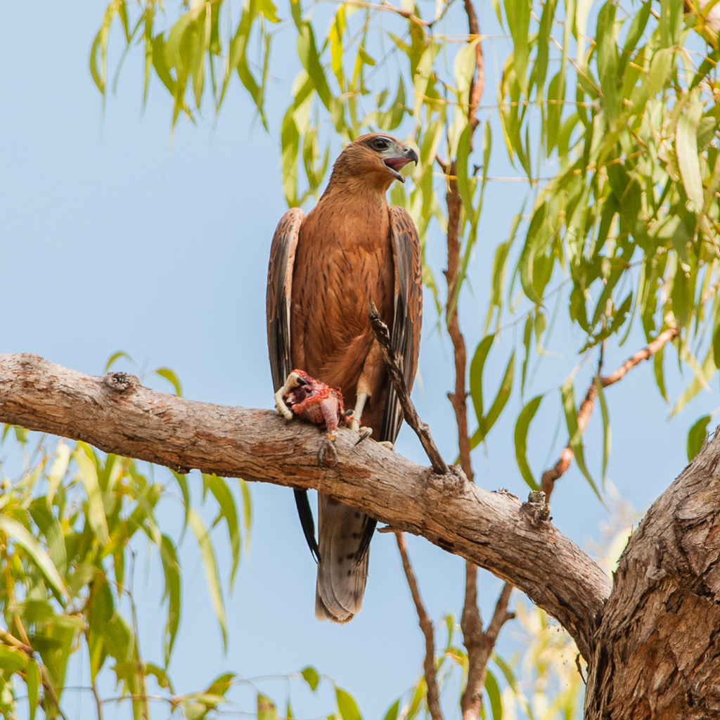 Red Goshawk from Rinyirru (Lakefield) National Park (CYPAL), Lakefield ...