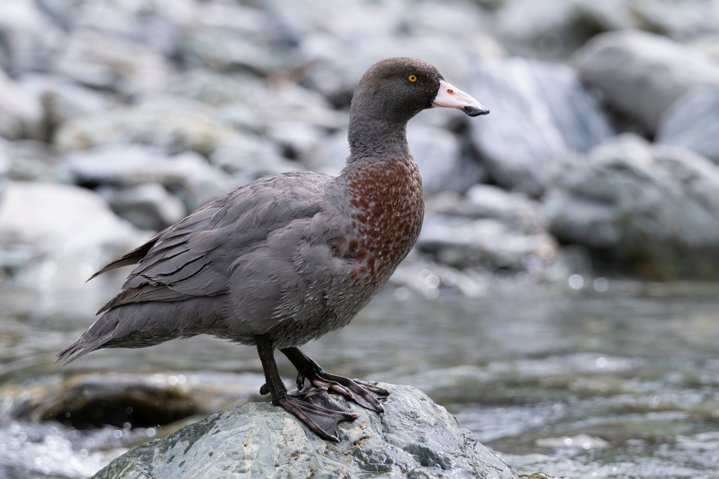 Blue Duck (Birds in new Zealand ) · iNaturalist